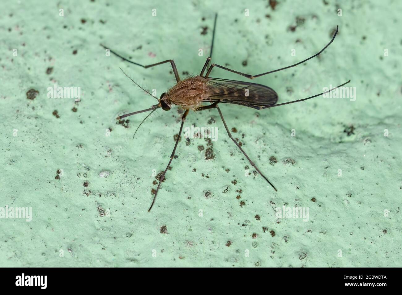 Adult Culicine Mosquito of the Genus Culex Stock Photo - Alamy