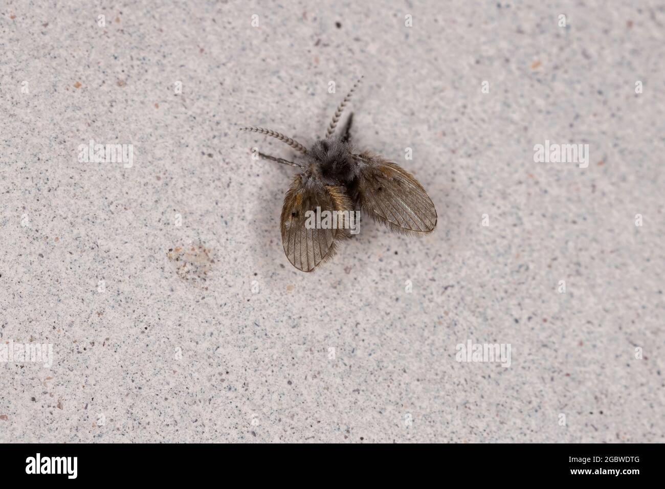Adult Bathroom Moth Midge of the species Clogmia albipunctata Stock ...