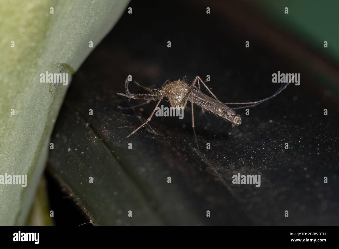 Adult Culicine Mosquito of the Genus Culex Stock Photo - Alamy