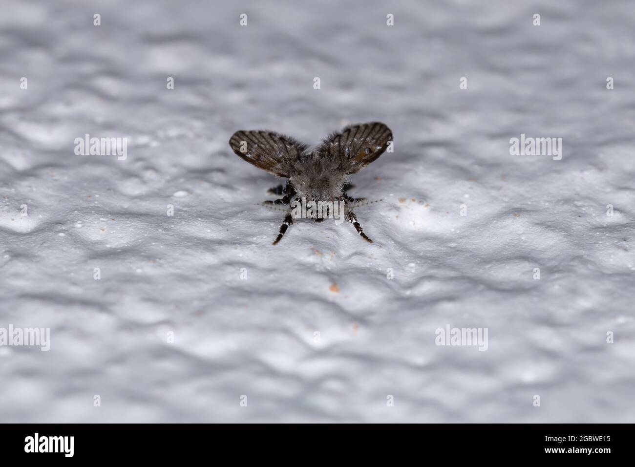 Adult Bathroom Moth Midge of the species Clogmia albipunctata Stock ...