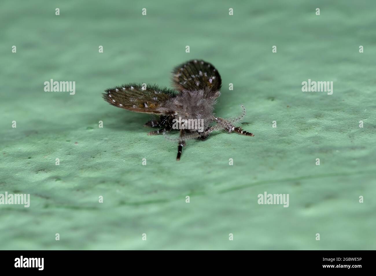 Adult Bathroom Moth Midge of the species Clogmia albipunctata Stock ...