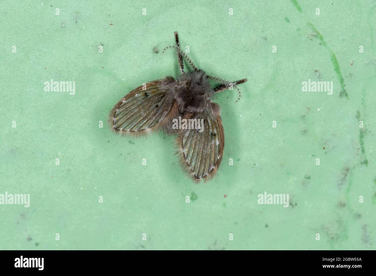 Psychodidae High Resolution Stock Photography and Images - Alamy