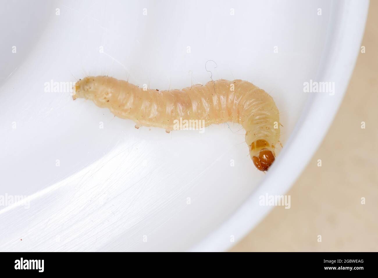 small Butterfly larva of the Order Lepidoptera Stock Photo - Alamy