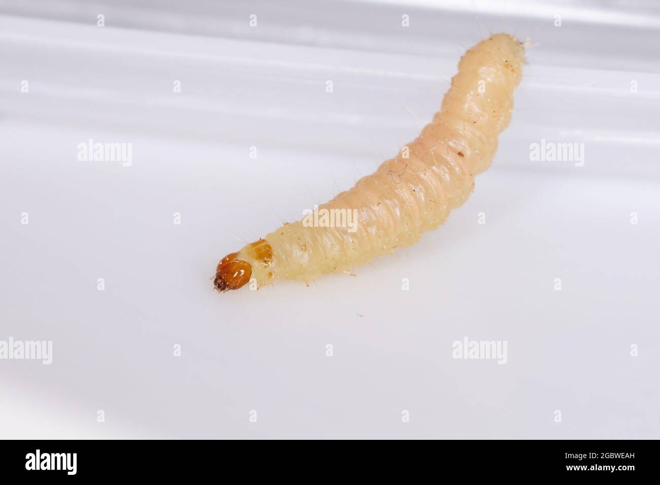 small Butterfly larva of the Order Lepidoptera Stock Photo - Alamy