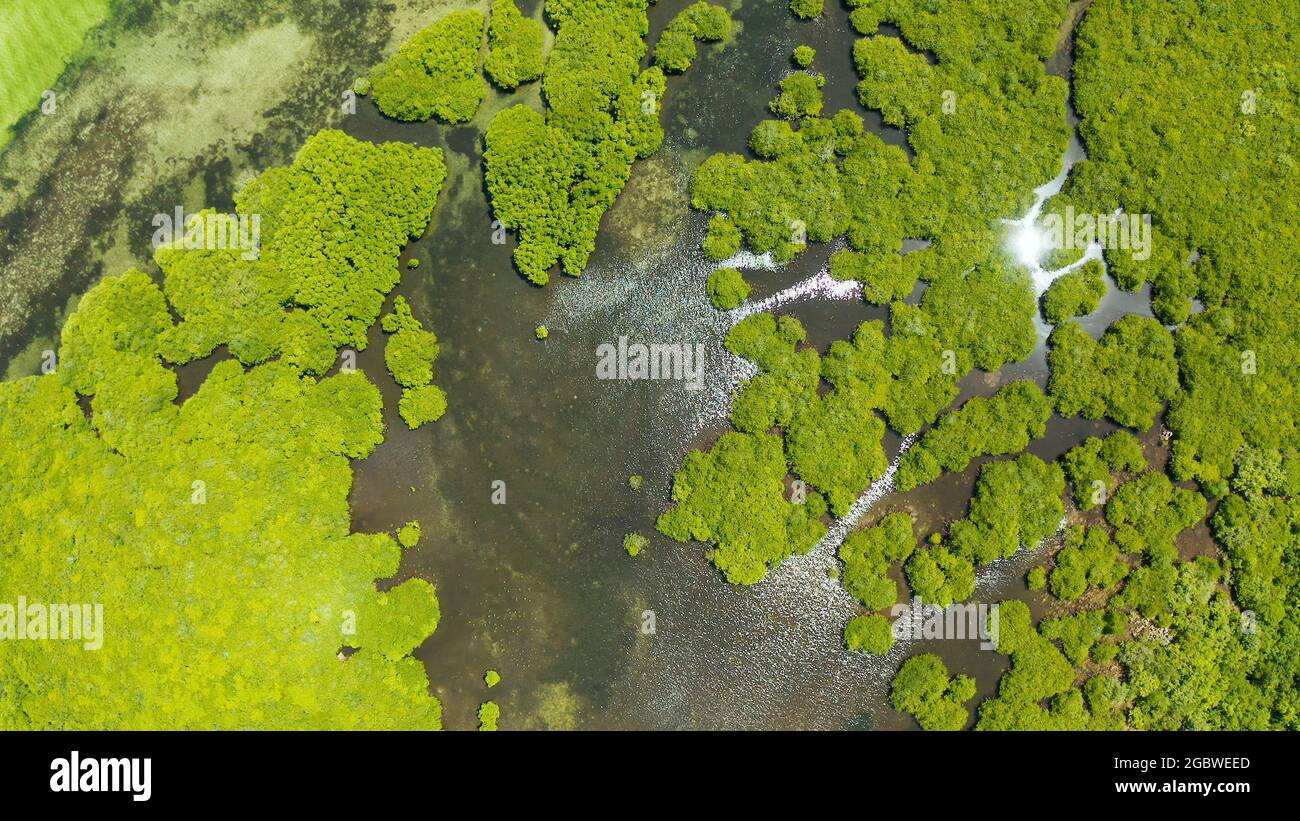 Tropical landscape with mangrove forest in wetland from above on ...