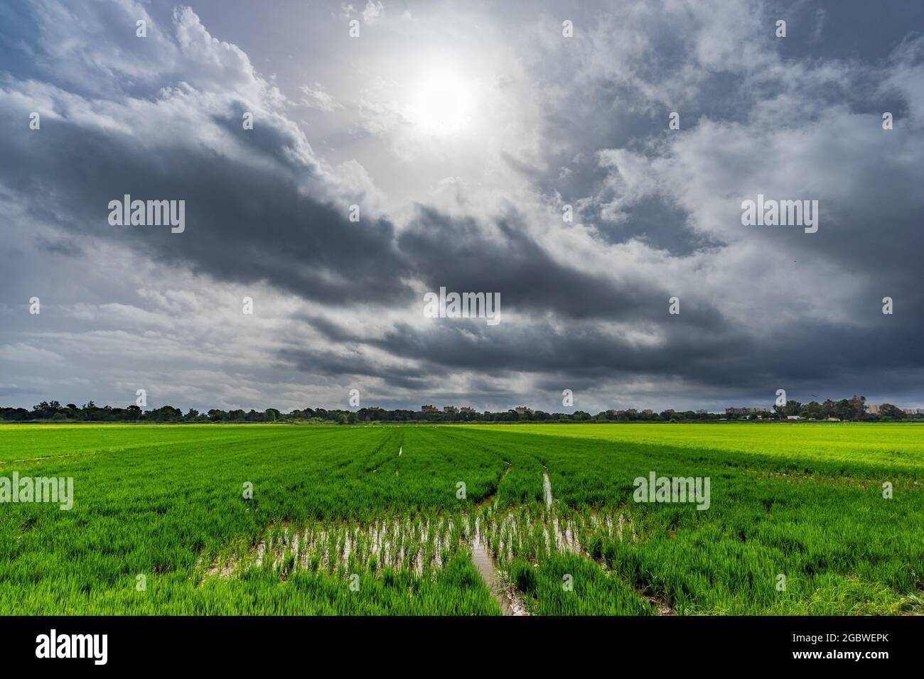Rice field with growing plants under dark clouds Stock Photo - Alamy