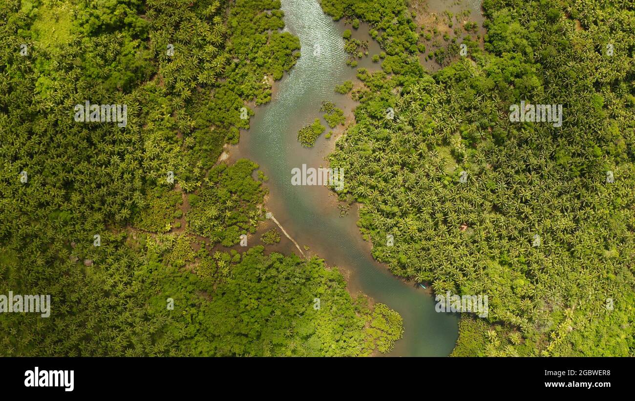 River in tropical mangrove green tree forest top view. Mangrove jungles ...