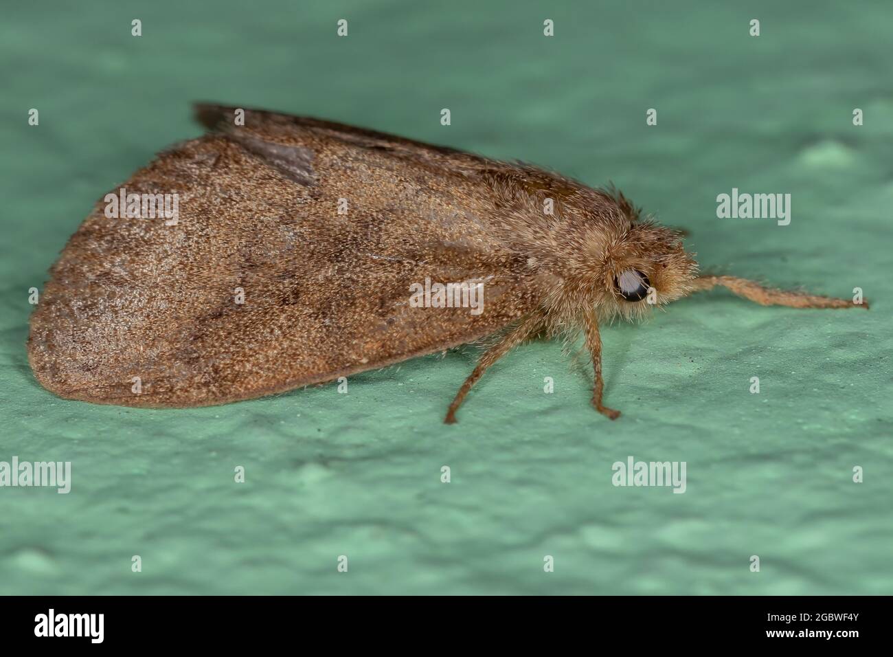 Adult moth hi-res stock photography and images - Alamy