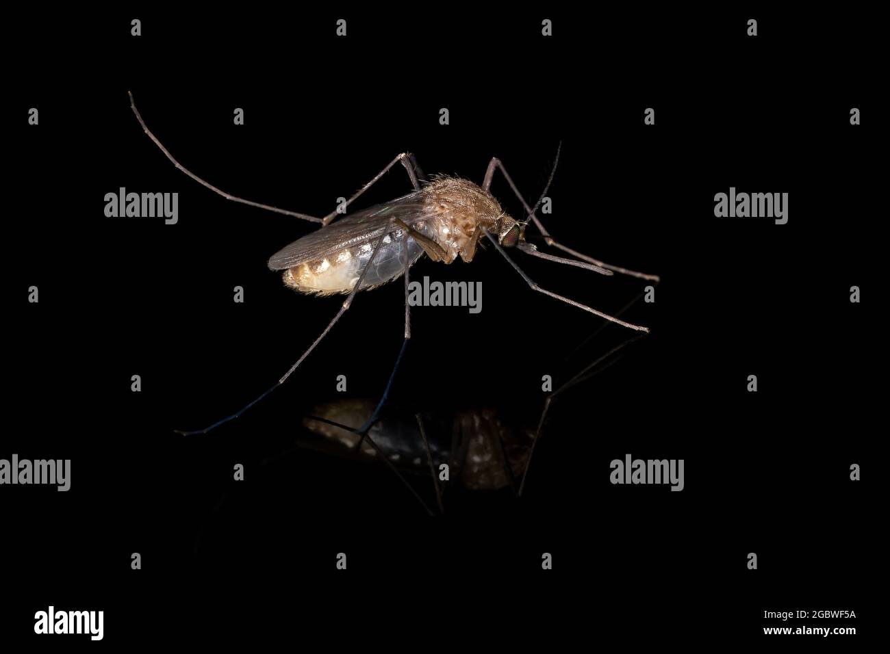 Adult Culicine Mosquito of the Genus Culex Stock Photo - Alamy
