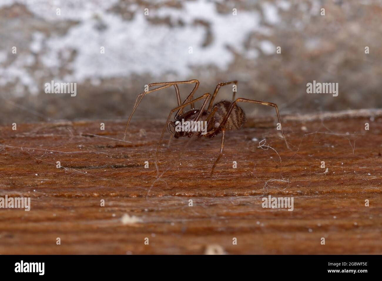 Brown Spitting Spider of the genus Scytodes Stock Photo - Alamy