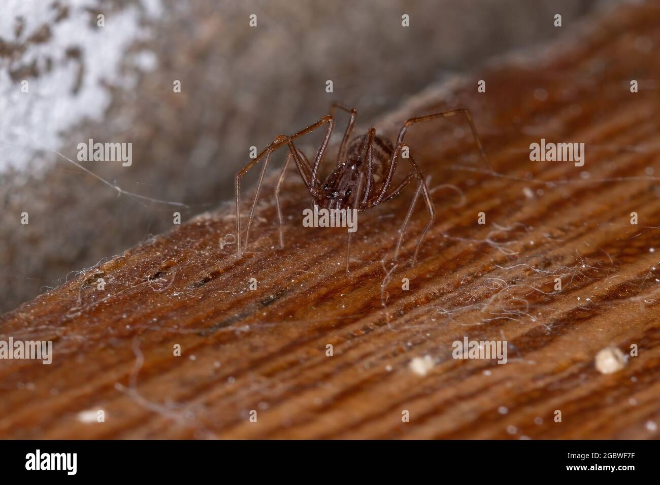 Brown Spitting Spider of the genus Scytodes Stock Photo - Alamy