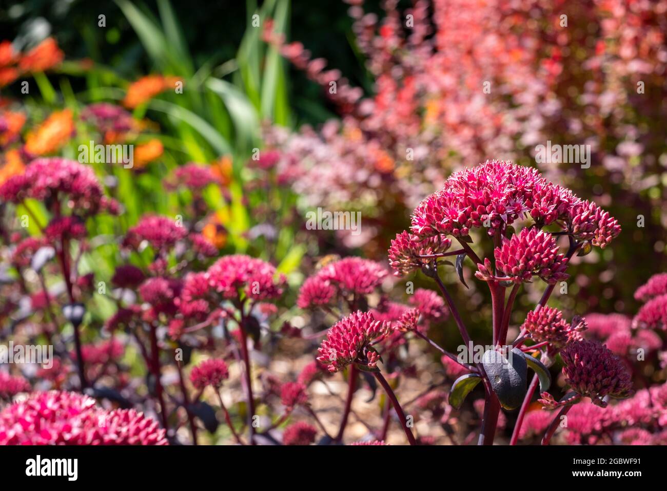 Dark pink sedum flower Hylotelephium 'Red Cauli' in a flower bed ...