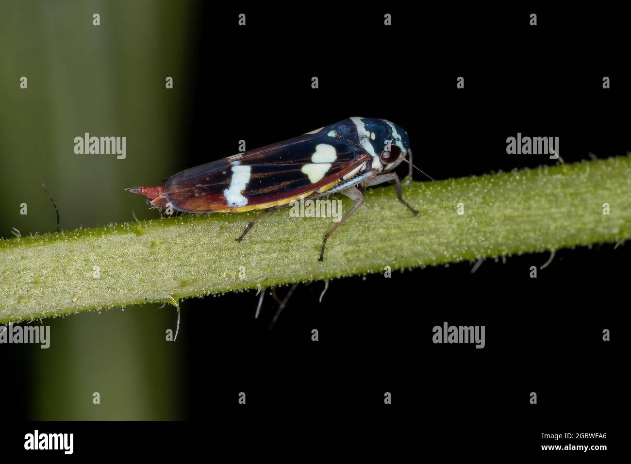Adult Typical Leafhopper of the Genus Macugonalia Stock Photo - Alamy