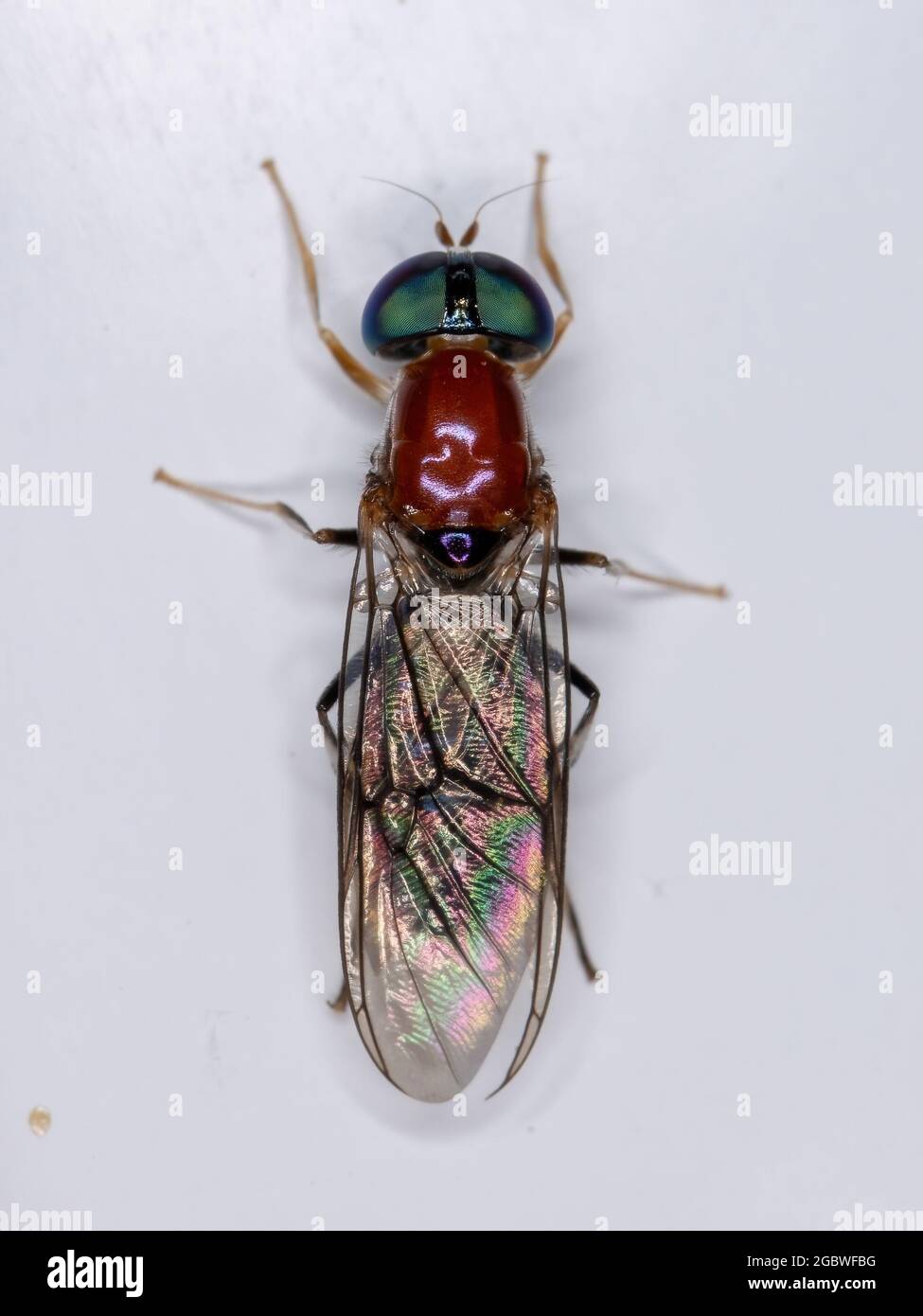 Adult Soldier Fly of the Genus Ptecticus Stock Photo - Alamy