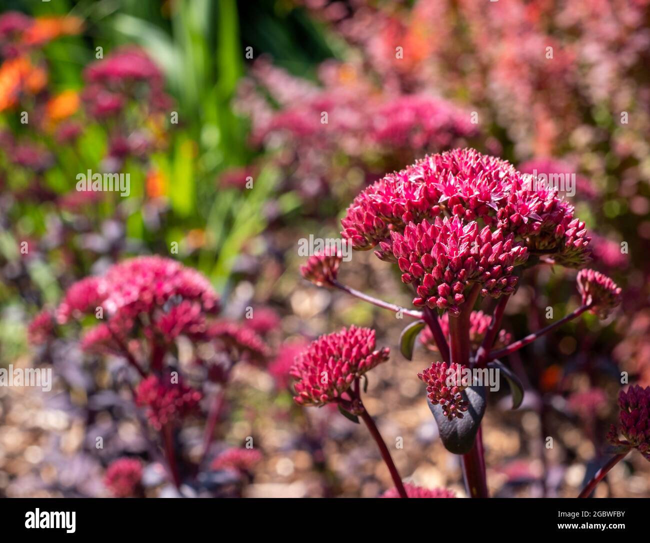 Dark pink sedum flower Hylotelephium 'Red Cauli' in a flower bed ...