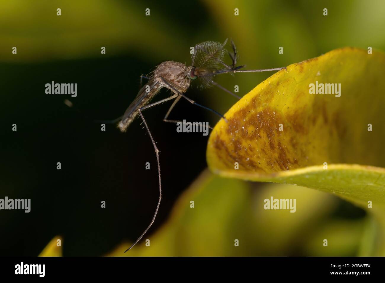 Adult Culicine Mosquito of the Genus Culex Stock Photo - Alamy