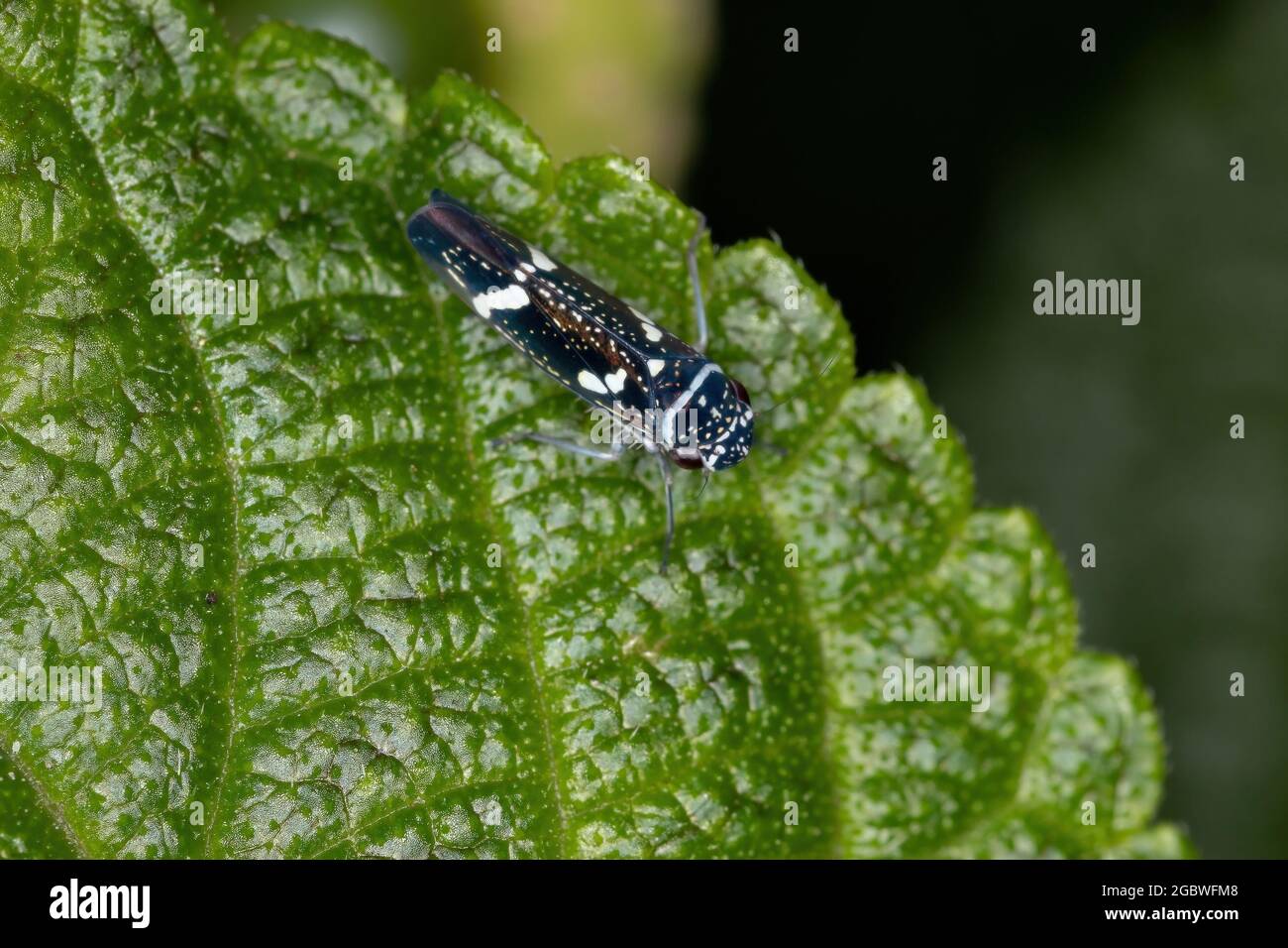Blue leafhopper hi-res stock photography and images - Alamy