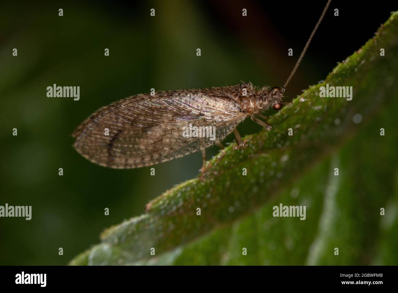 Adult Brown Lacewing of the species Nusalala tessellata Stock Photo - Alamy