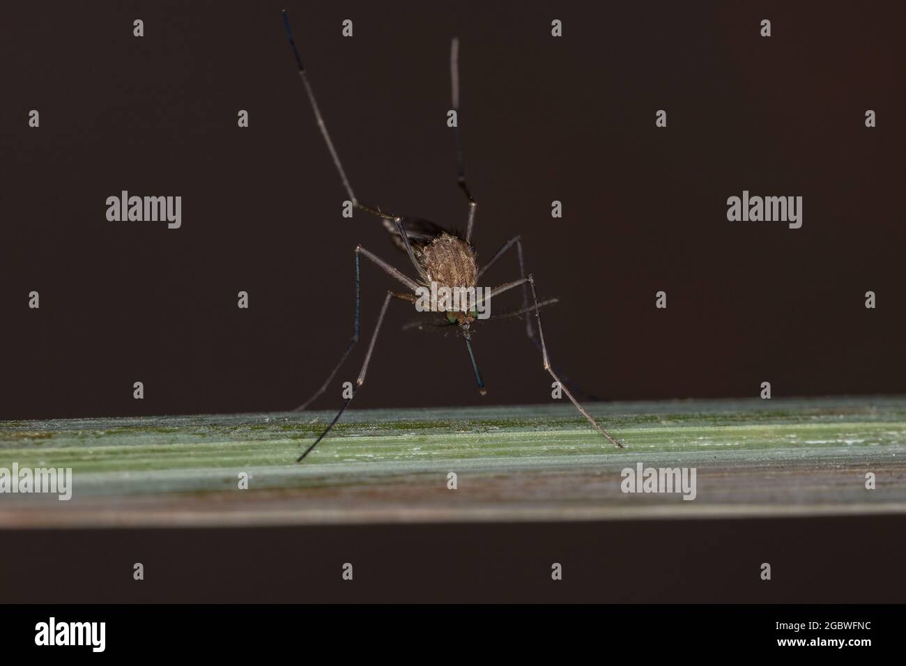 Adult Culicine Mosquito of the Genus Culex Stock Photo - Alamy