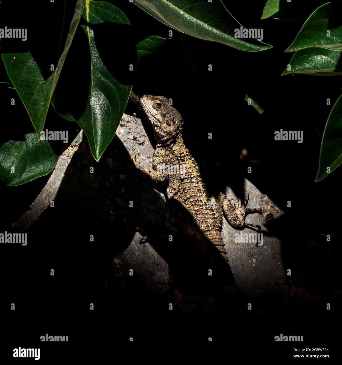 Lizard in wild on stone with green background Stock Photo - Alamy