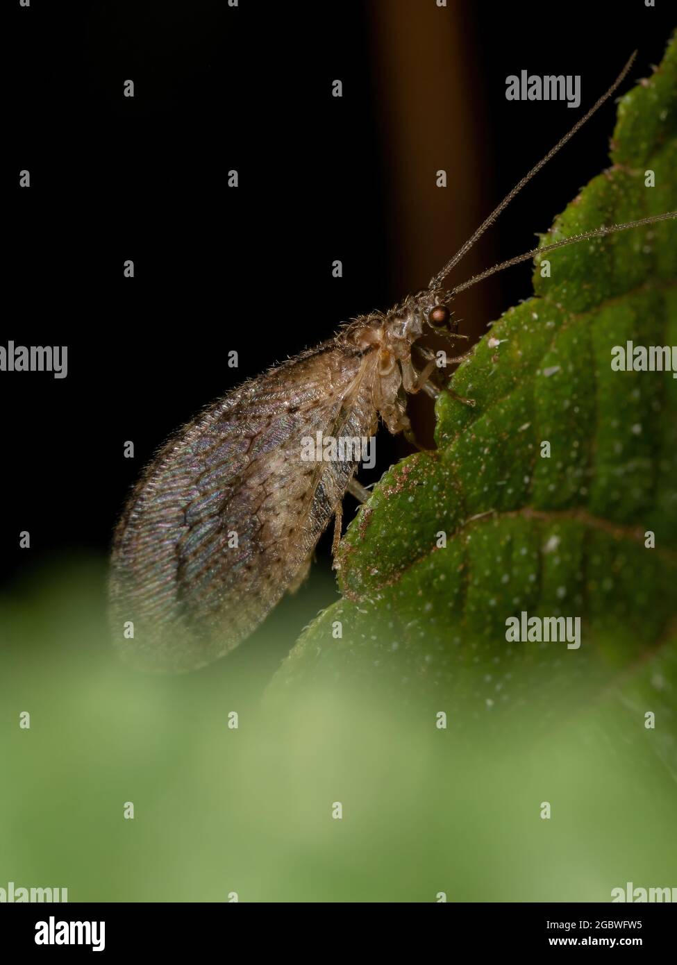 Hemerobiidae brown lacewings hi-res stock photography and images - Alamy