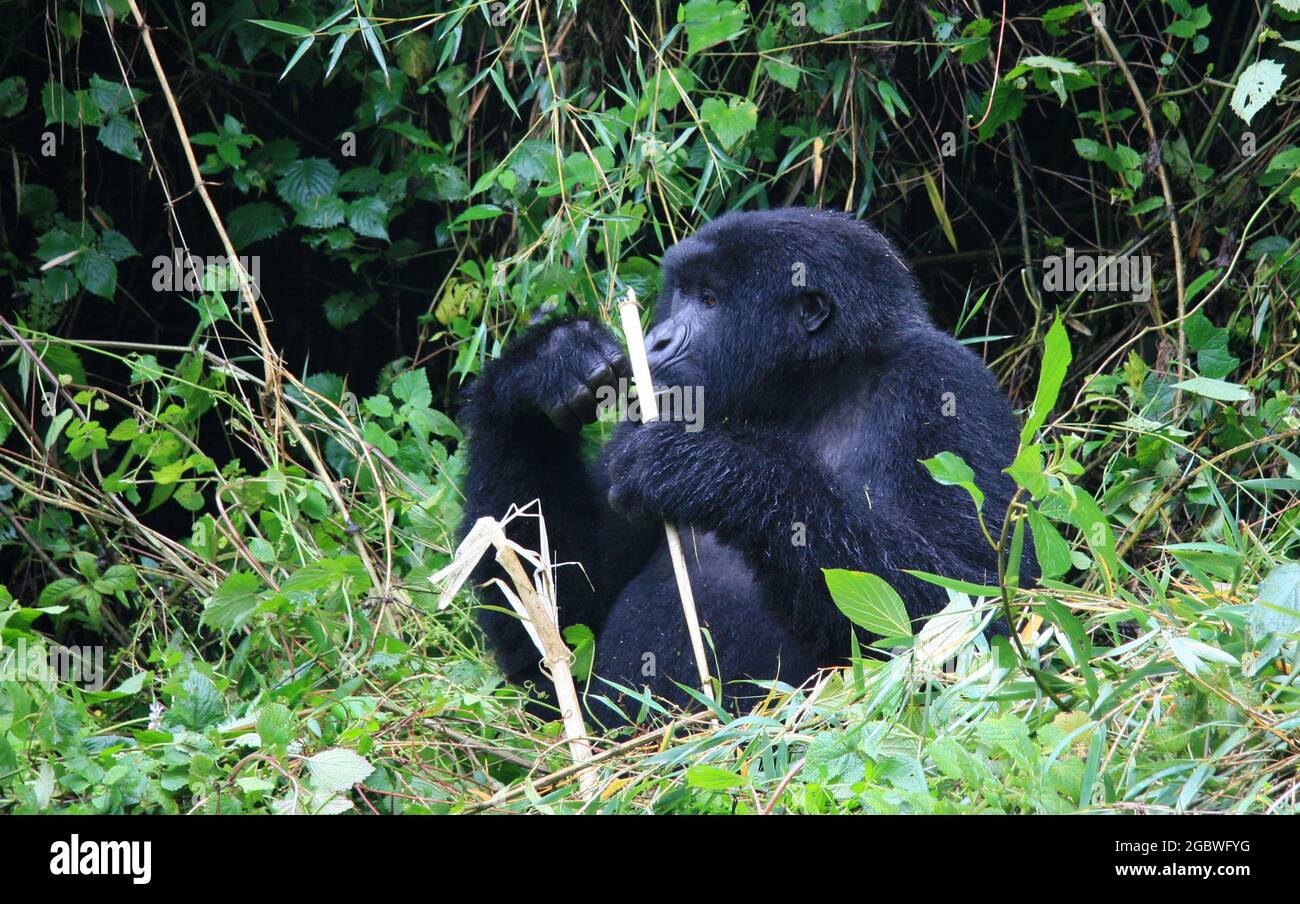 Closeup portrait of endangered adult Silverback Mountain Gorilla ...