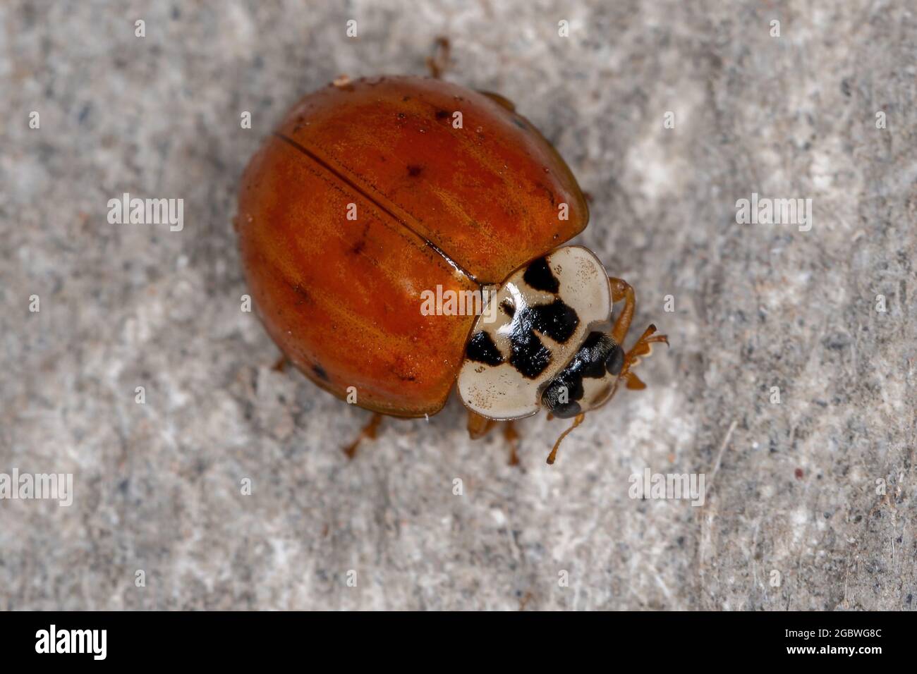 Adult Asian Lady Beetle of the species Harmonia axyridis Stock Photo ...