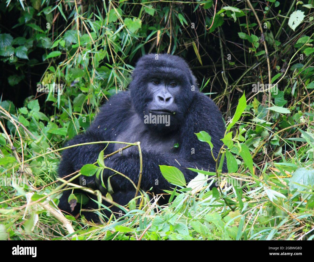 Closeup portrait of endangered Silverback Mountain Gorilla (Gorilla ...
