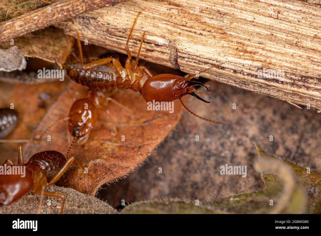 Adult Jawsnouted Termite of the species Syntermes molestus Stock Photo ...