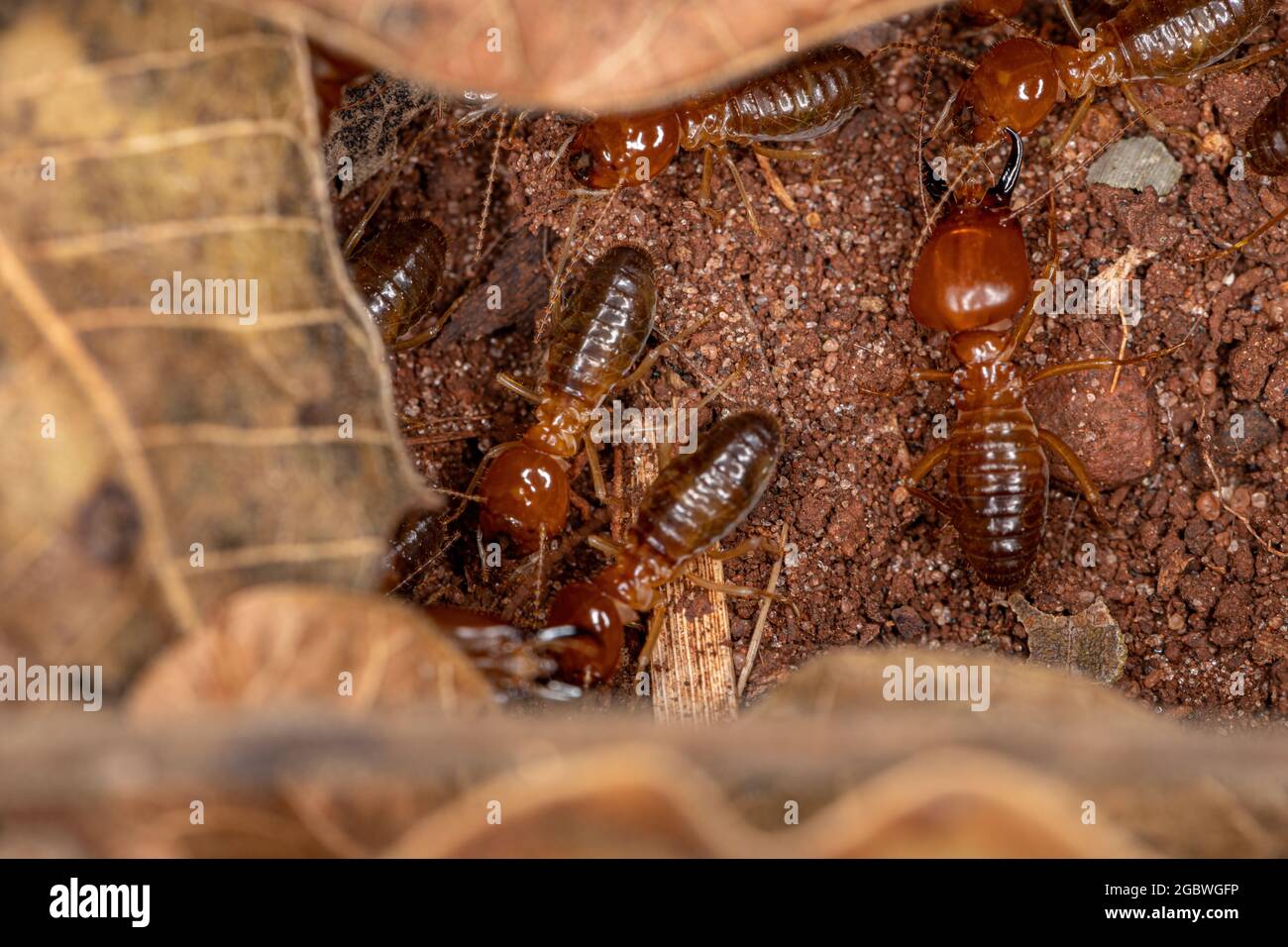 Adult Jawsnouted Termite of the species Syntermes molestus Stock Photo ...