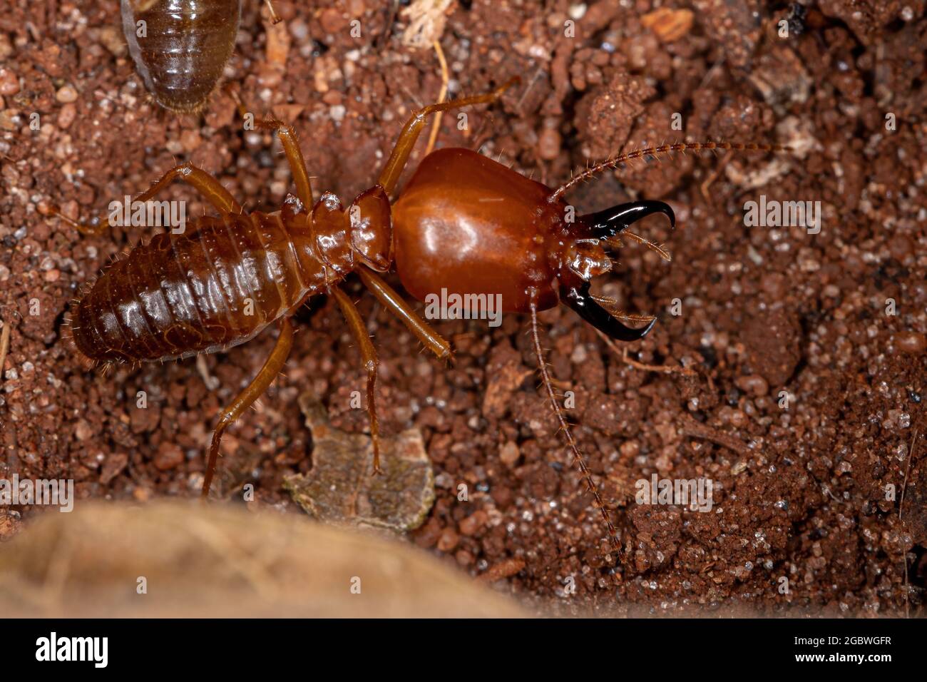 Adult Jawsnouted Termite of the species Syntermes molestus Stock Photo ...