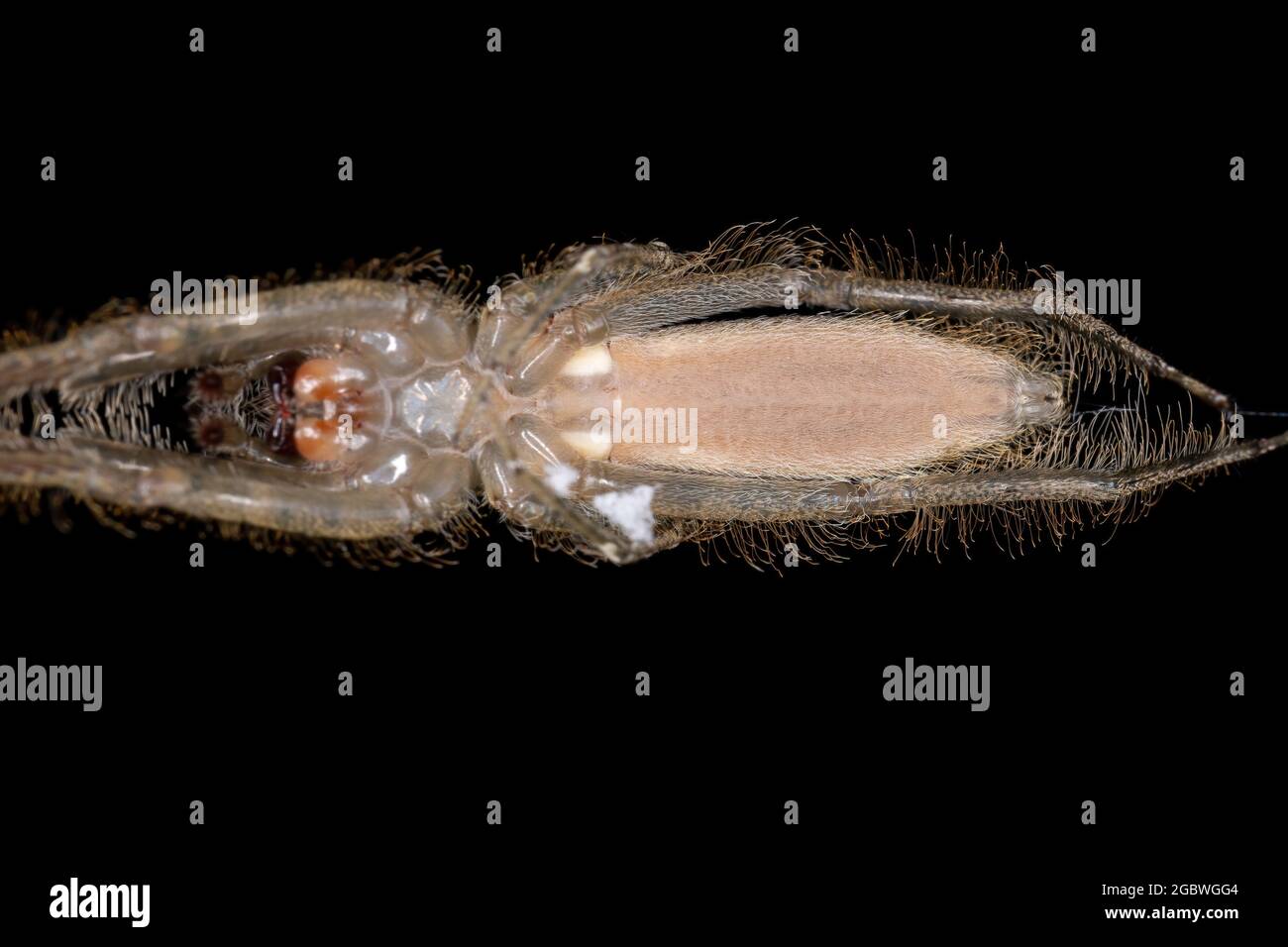 Adult Bark Hunter Spider of the Genus Senoculus Stock Photo - Alamy