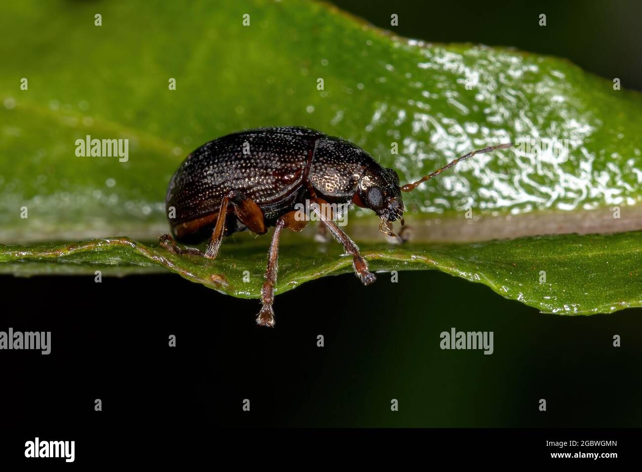Adult Leaf Beetle of the Subfamily Eumolpinae Stock Photo - Alamy