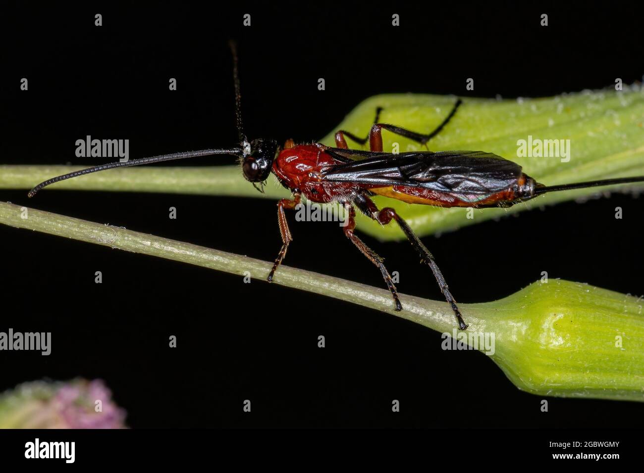 Adult Ichneumonid Wasp of the Superfamily Ichneumonoidea Stock Photo ...