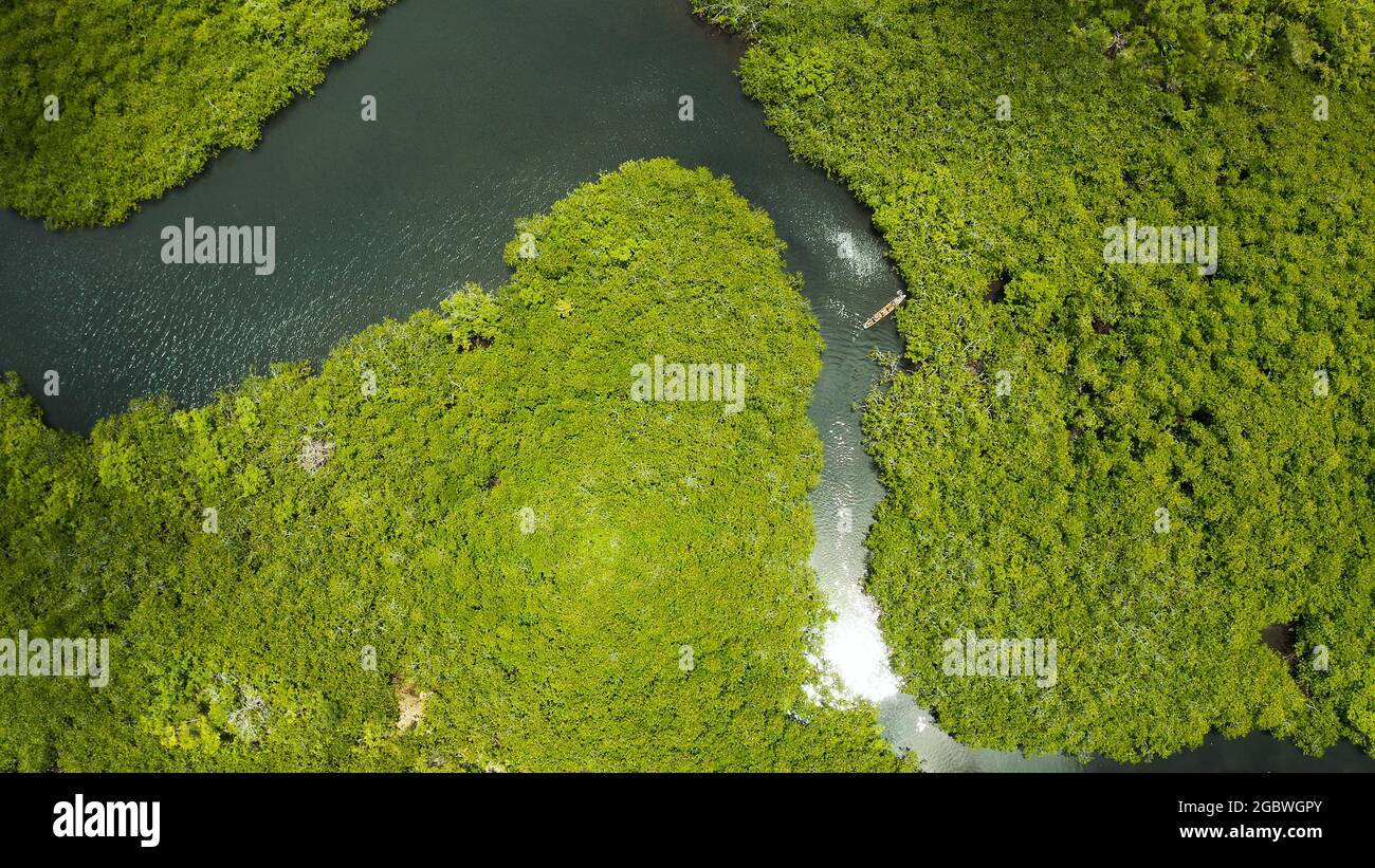 River in tropical mangrove green tree forest top view. Mangrove jungles ...