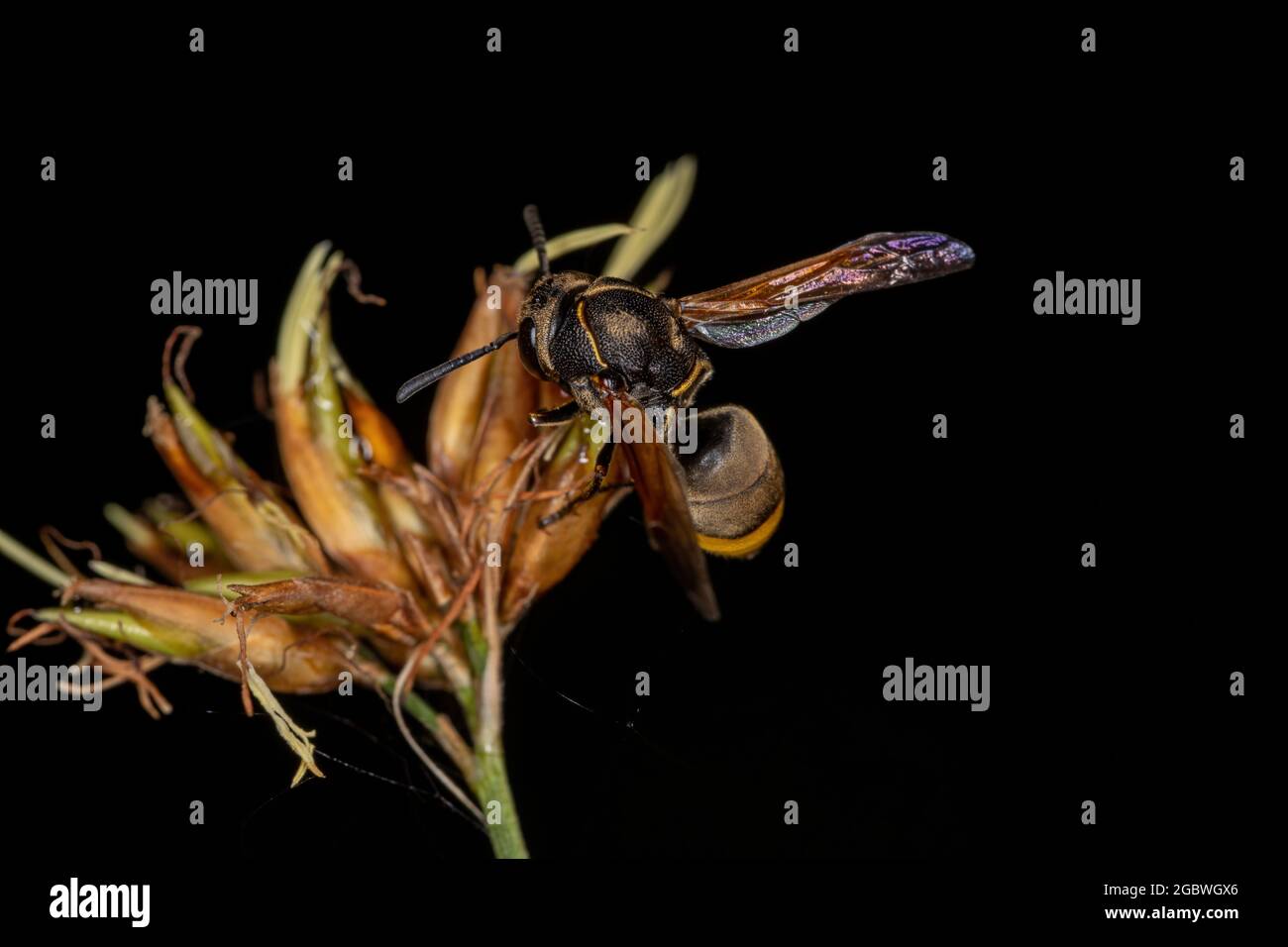 Adult Potter Wasp of the Subfamily Eumeninae Stock Photo - Alamy