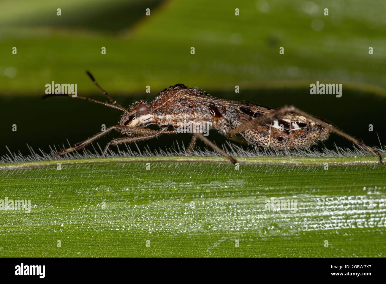 Adult Broad-headed Bug of the species Neomegalotomus parvus Stock Photo ...