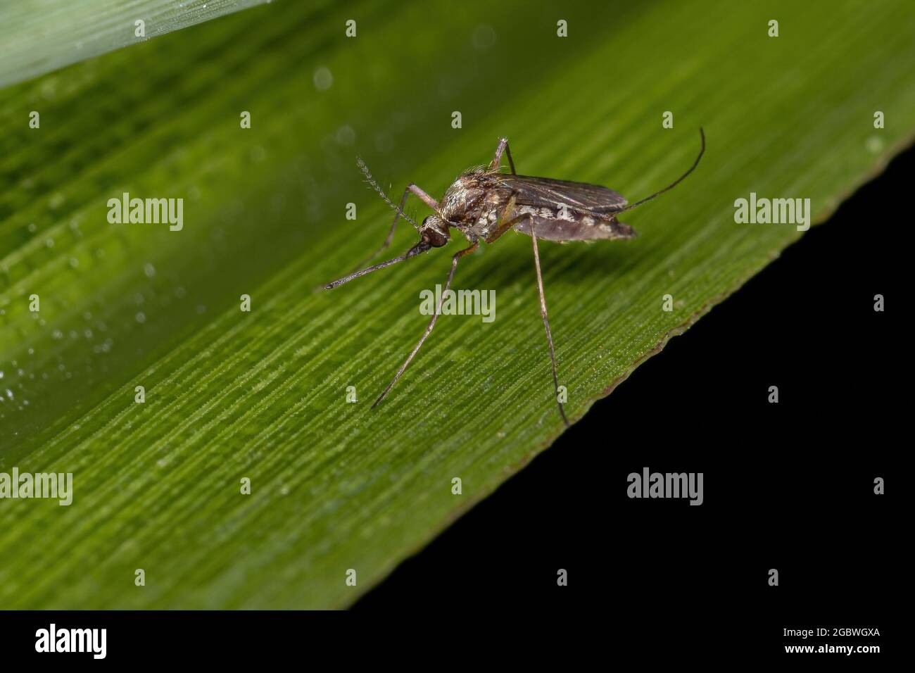 Adult Culicine Mosquito of the Genus Aedes Stock Photo - Alamy