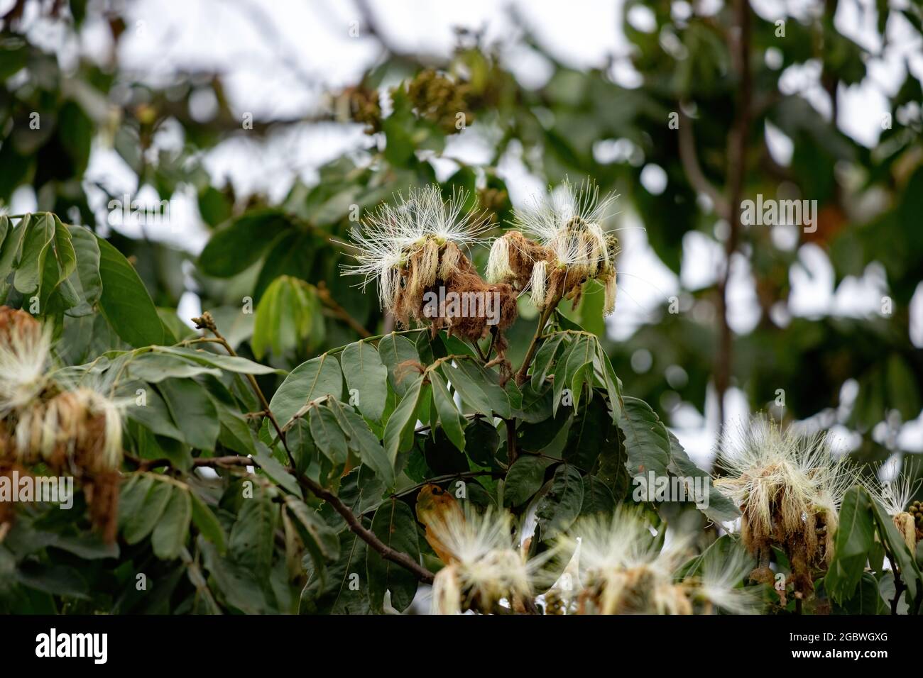 Inga tree hi-res stock photography and images - Alamy