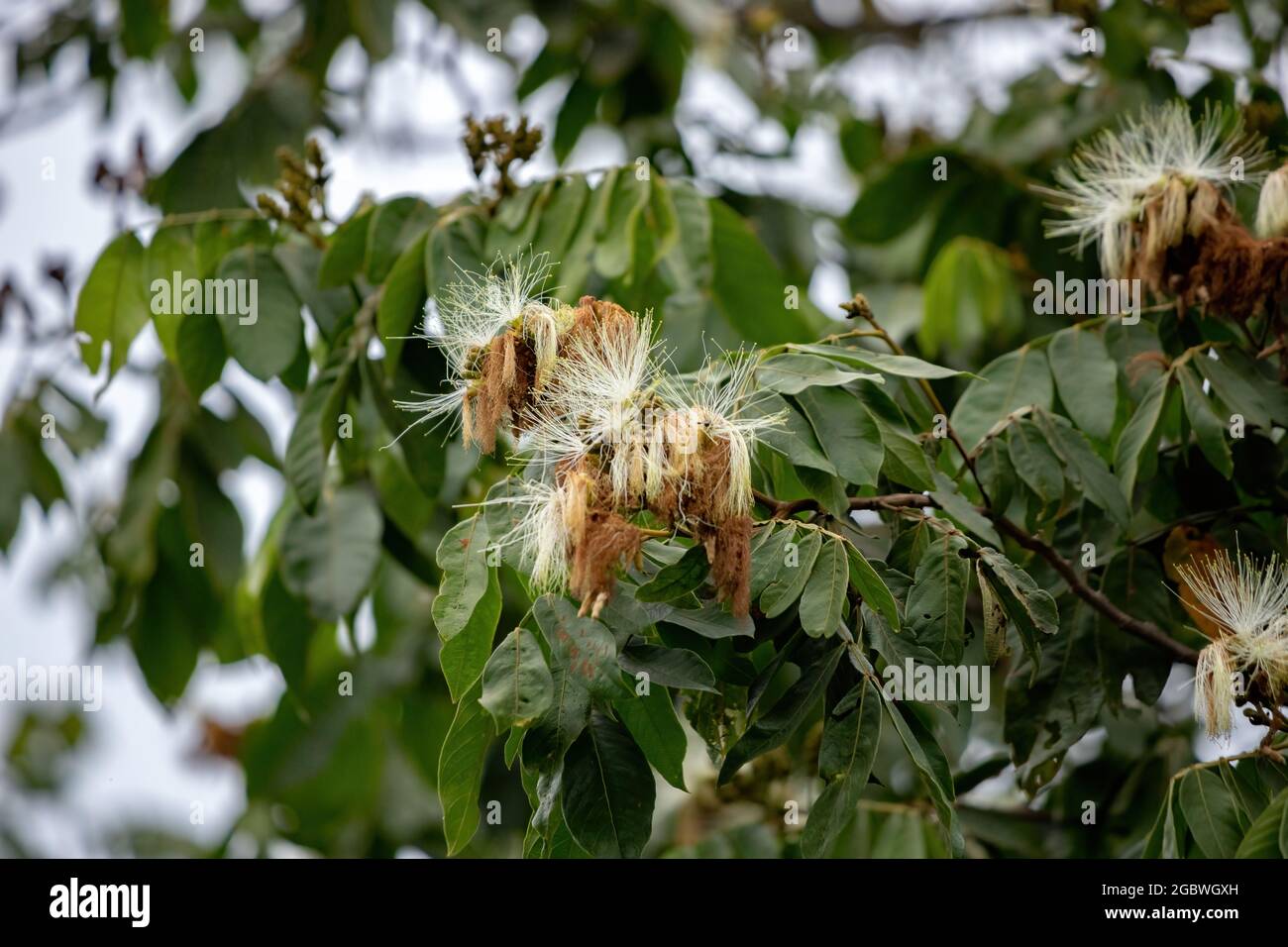 Sacky Sac Bean Tree of the Genus Inga Stock Photo - Alamy