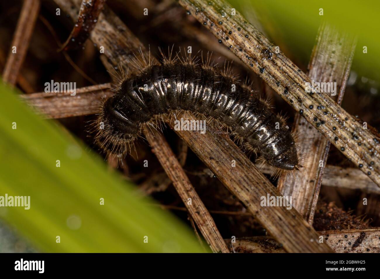 Long-jointed Beetle Larva of the species Lagria villosa Stock Photo - Alamy