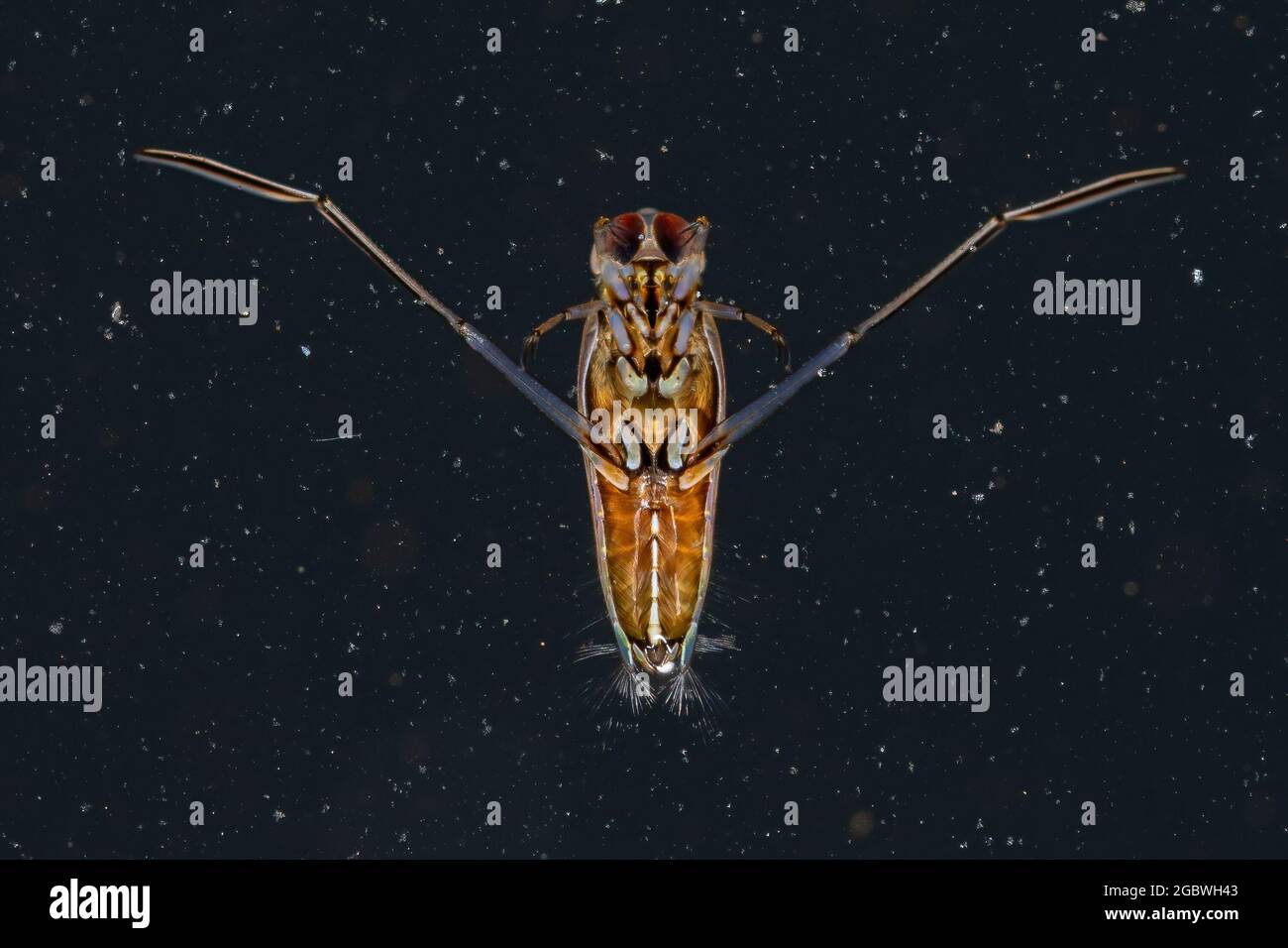 Typical Backswimmer Insect of the Family Notonectidae Stock Photo - Alamy