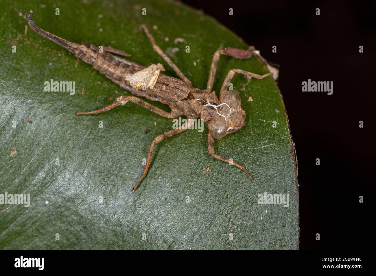 Damselfly Insect Molt of the Suborder Zygoptera Stock Photo - Alamy