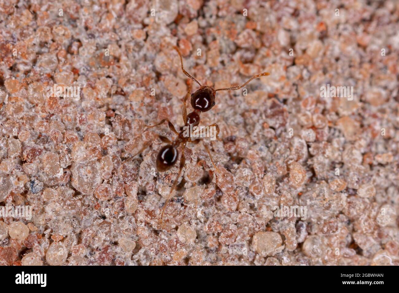 Adult Big-headed Ant of the Genus Pheidole Stock Photo - Alamy