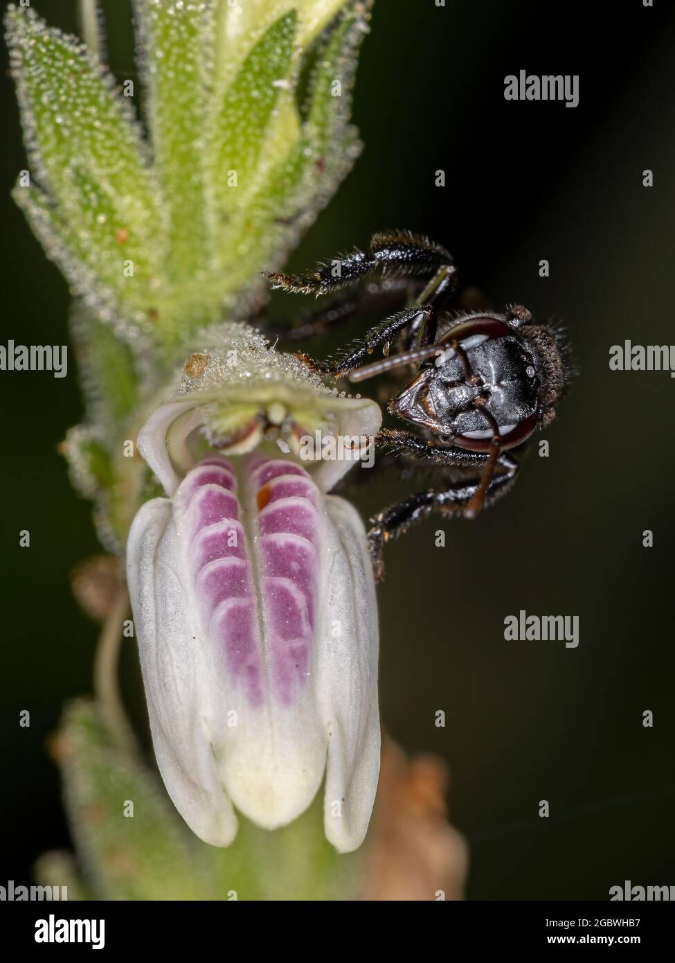 Adult Female Stingless Bee of the Genus Trigona on a flower of the ...