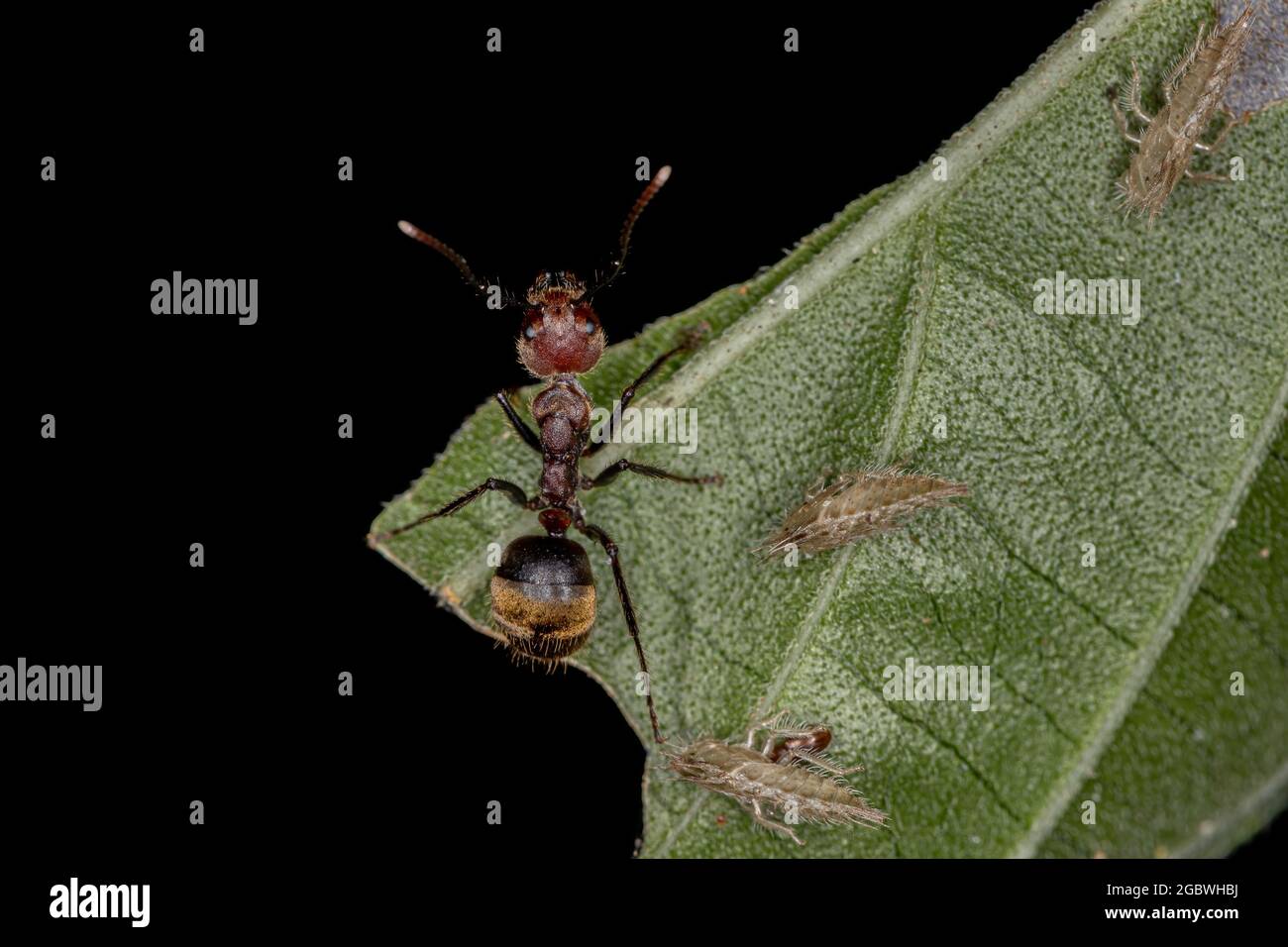 Adult Odorous Ant of the species Dolichoderus quadridenticulatus Stock ...