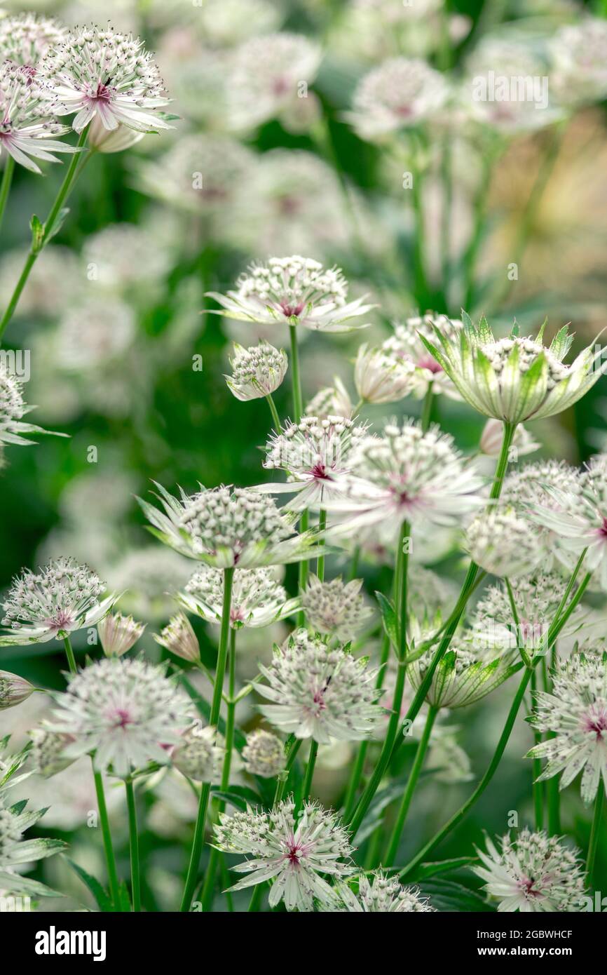 Astrantia flower heads Stock Photo - Alamy