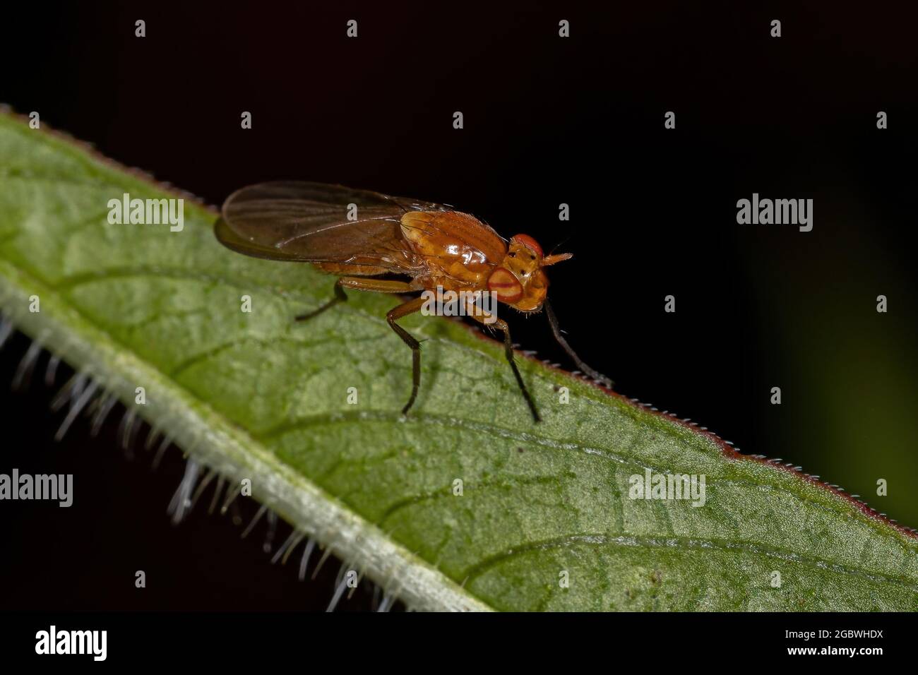 Adult Lauxaniid Fly of the Family Lauxaniidae Stock Photo - Alamy