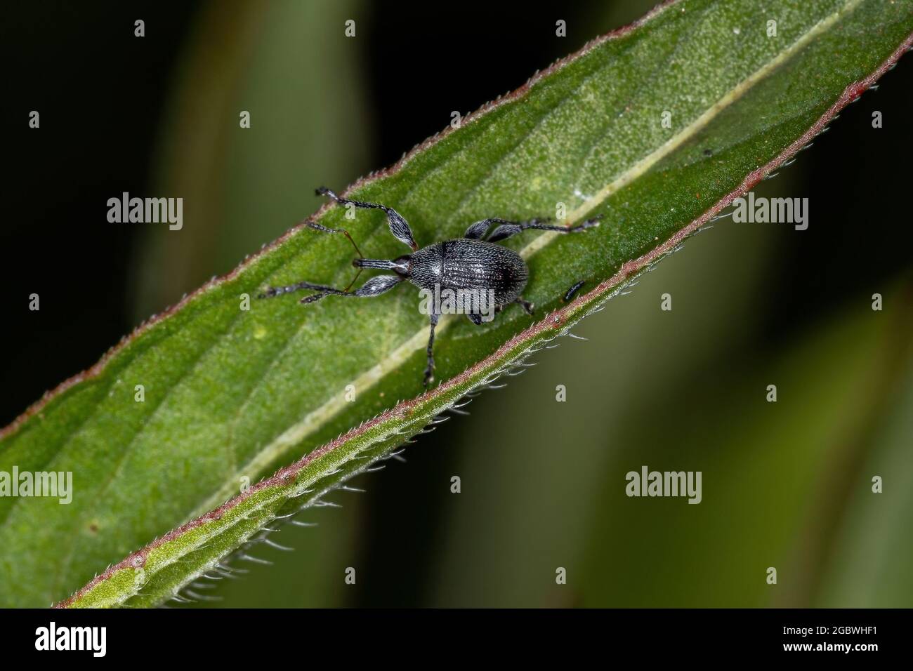 Cucujiform beetles hi-res stock photography and images - Alamy