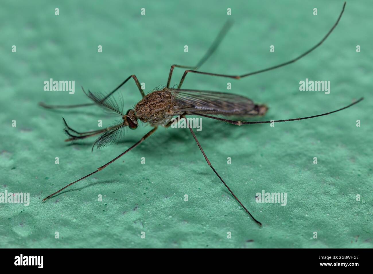 Culicine mosquito hi-res stock photography and images - Alamy